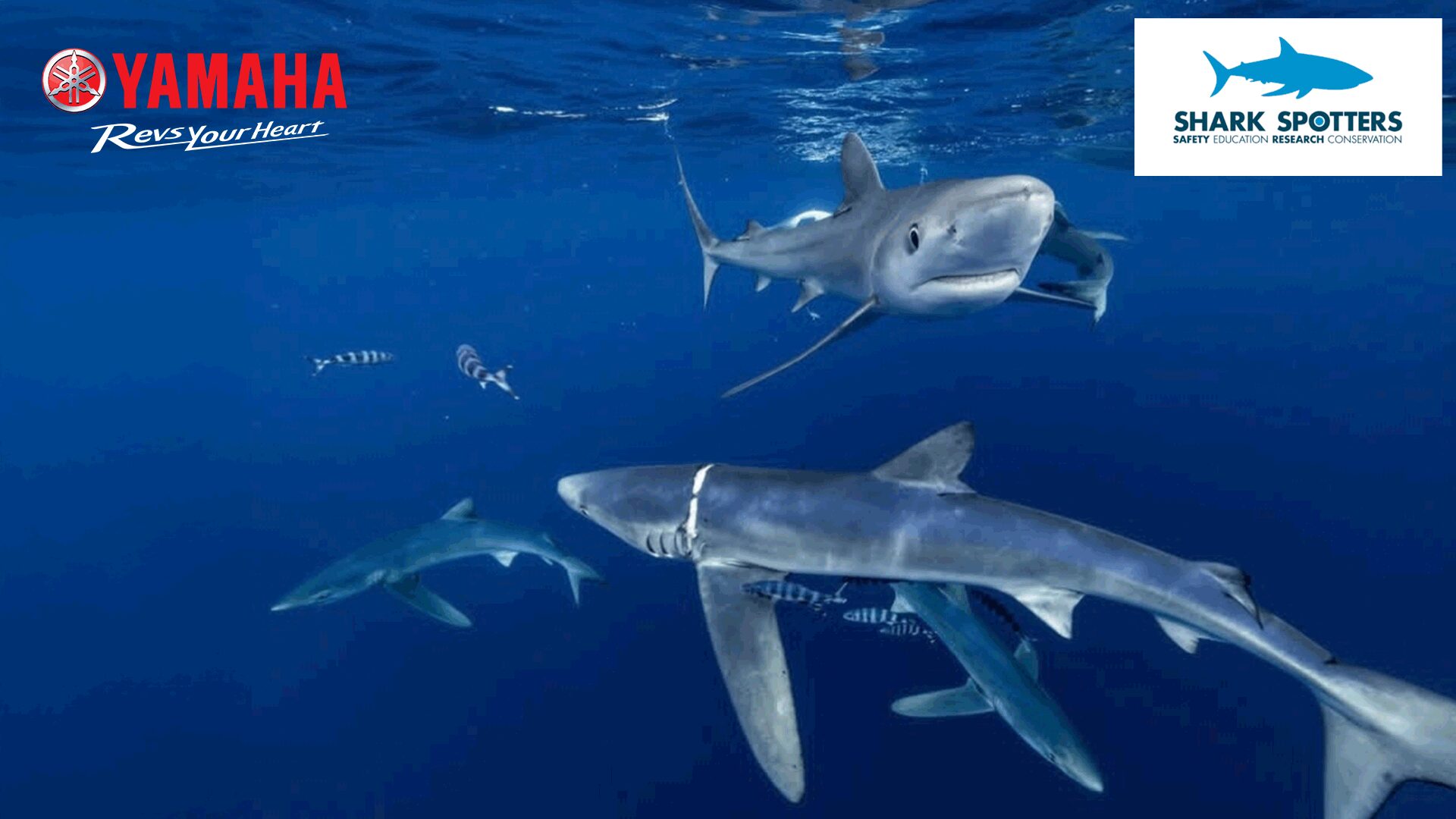Shark-Spotters-header_1920x1080 | Yamaha | South Africa